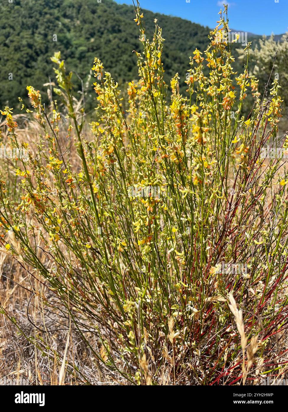 Deerweed hi-res stock photography and images - Alamy