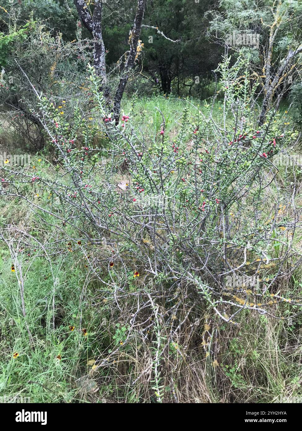 Christmas cholla (Cylindropuntia leptocaulis Stock Photo - Alamy