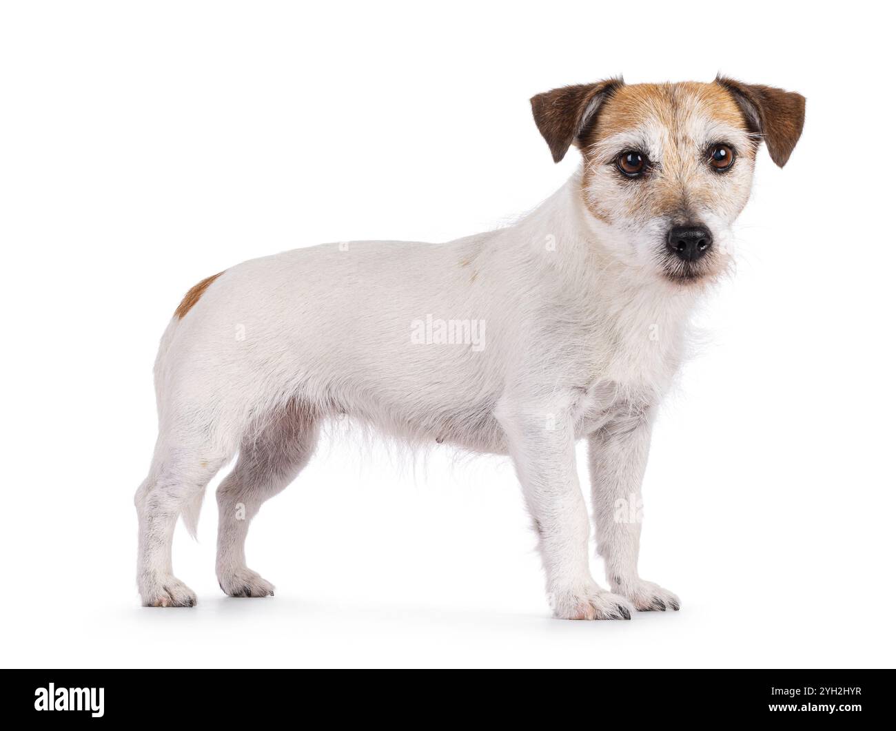 Cute old Jack Russell dog, standing side ways. Looking straight to ...