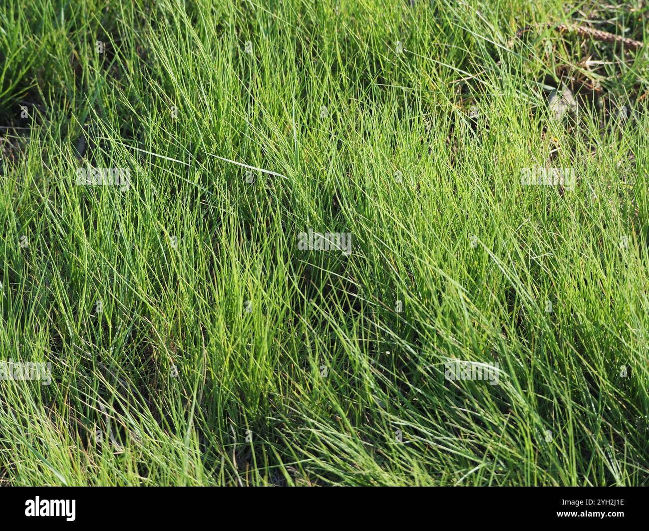 Seashore dropseed hi-res stock photography and images - Alamy