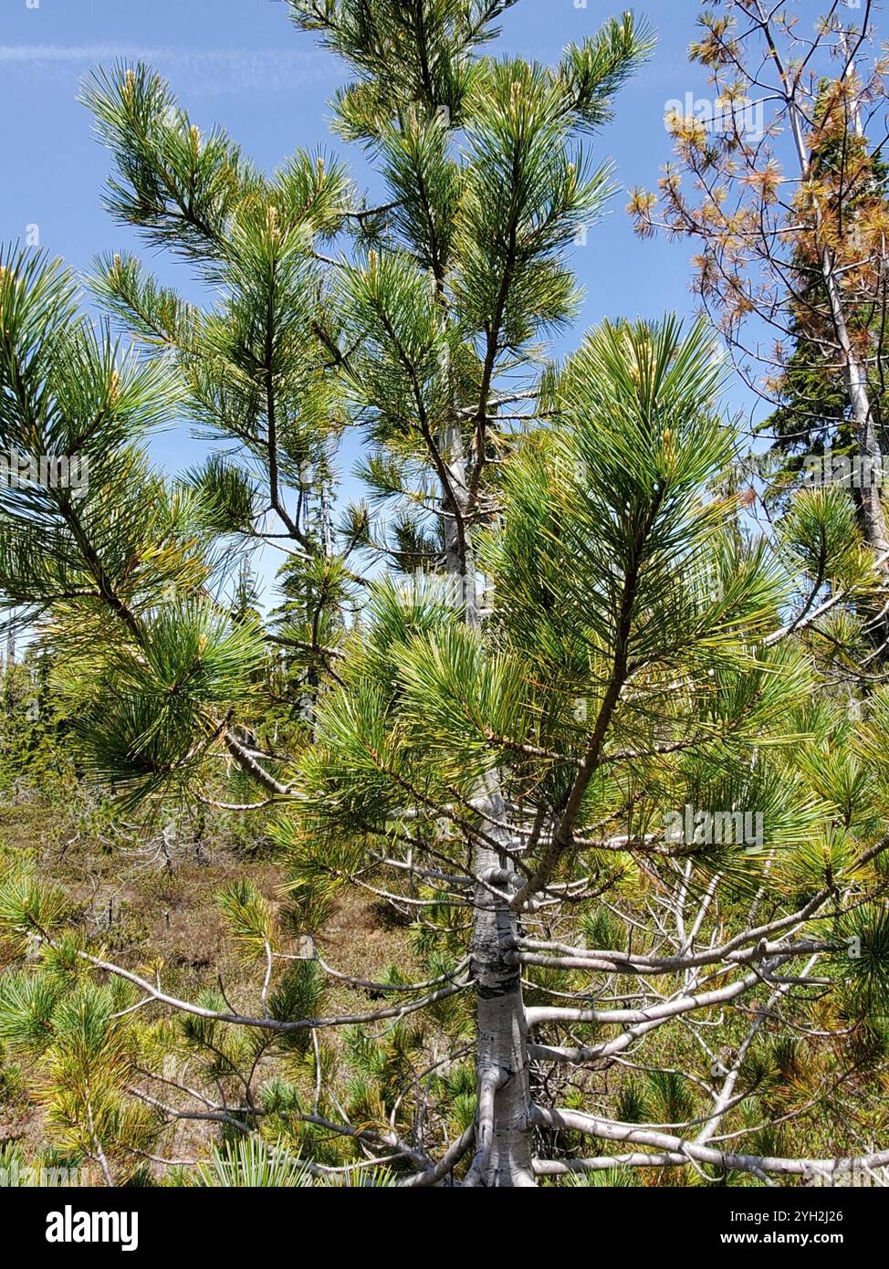 western white pine (Pinus monticola Stock Photo - Alamy