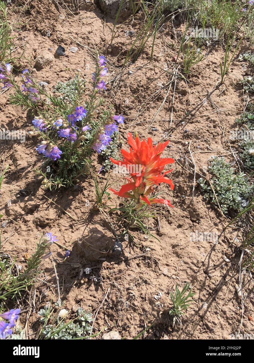 Wholeleaf Paintbrush (Castilleja integra Stock Photo - Alamy