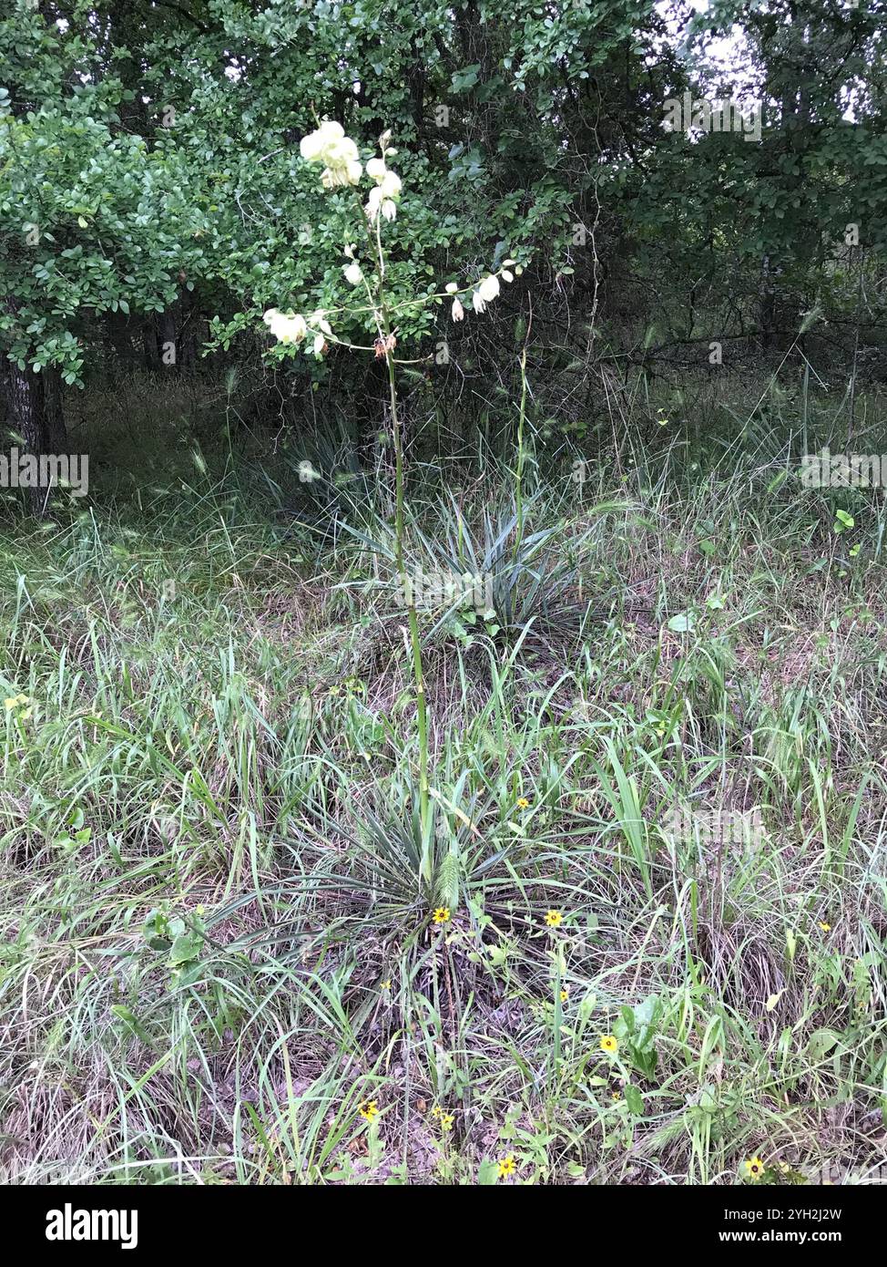 Yucca arkansana hi-res stock photography and images - Alamy