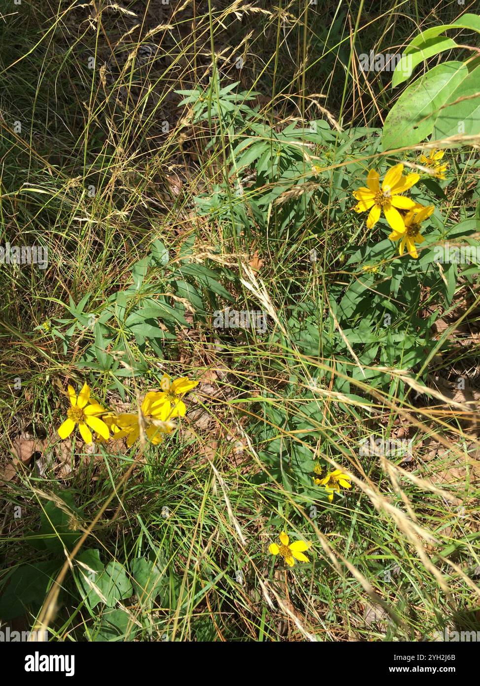 Greater Tickseed (Coreopsis major Stock Photo - Alamy
