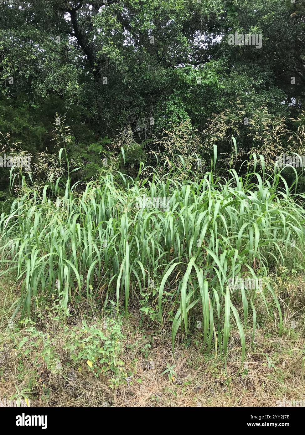Johnson grass (Sorghum halepense Stock Photo - Alamy