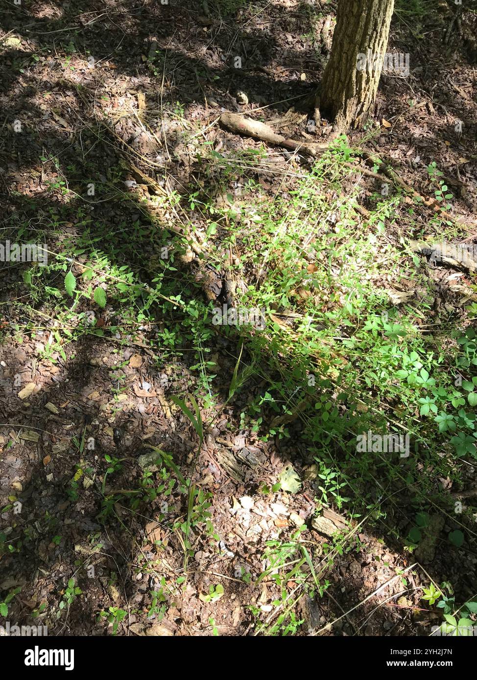 heartleaf nettle (Urtica chamaedryoides Stock Photo - Alamy