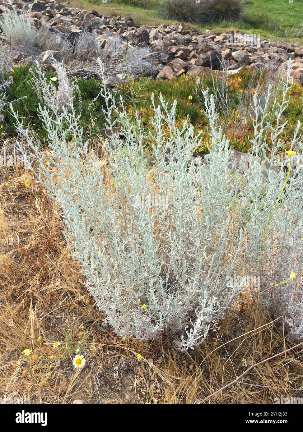 Silver Wormwood (Artemisia ludoviciana Stock Photo - Alamy