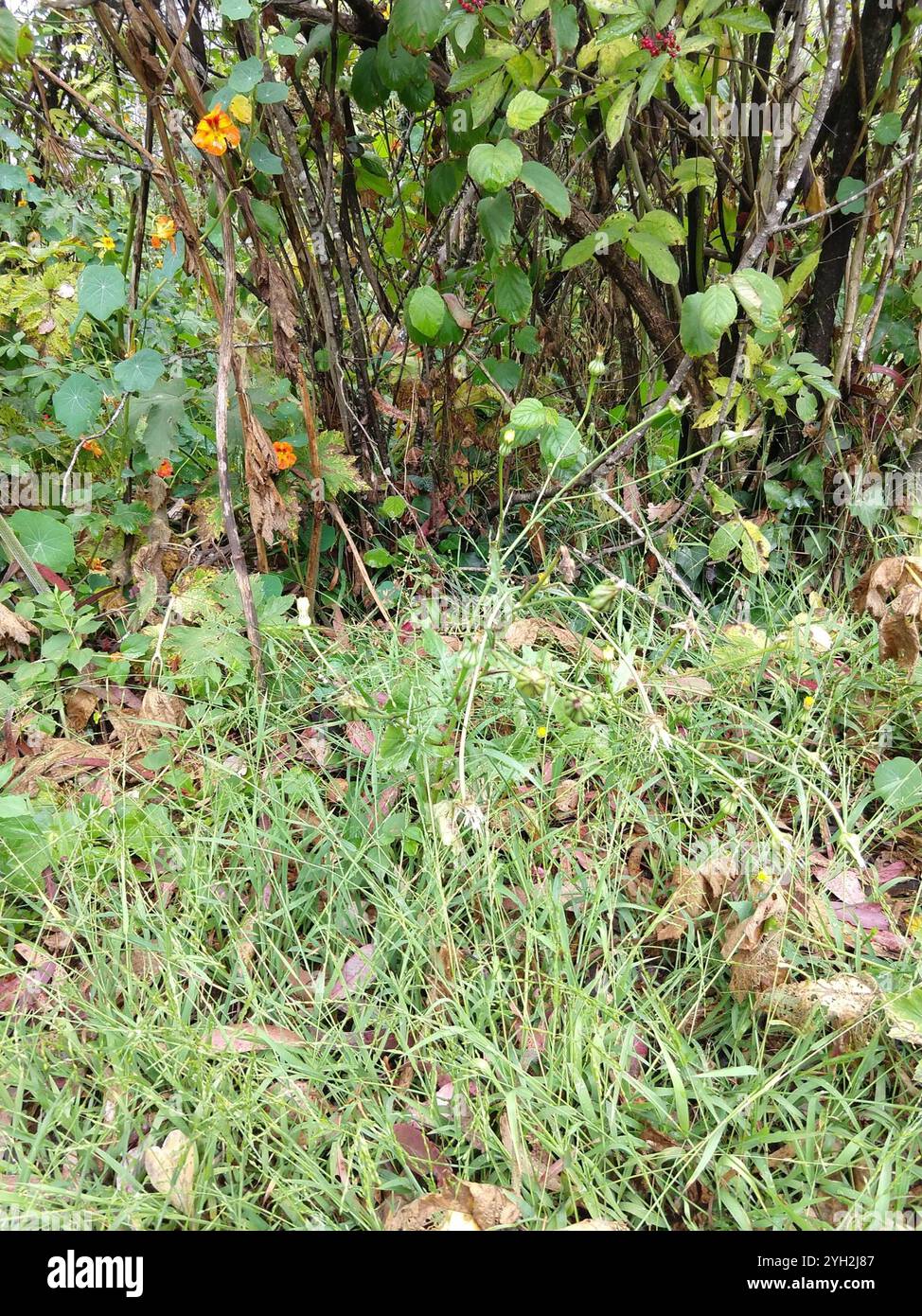 False hawkbit hi-res stock photography and images - Alamy