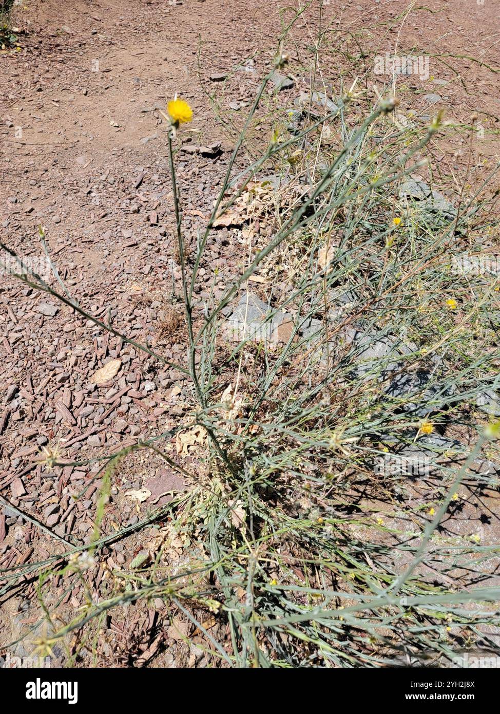 Yellow Star-Thistle (Centaurea solstitialis Stock Photo - Alamy