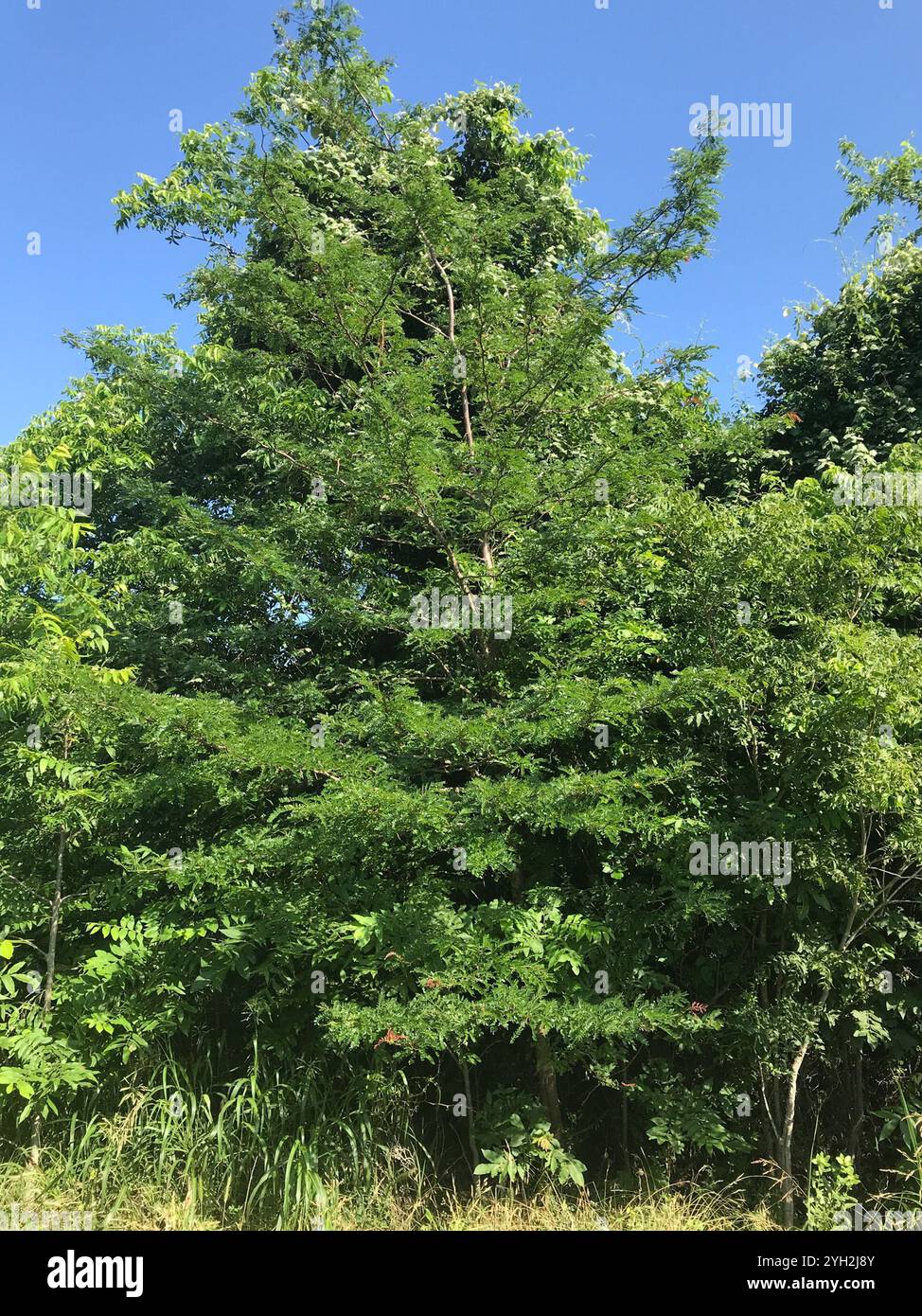 honey locust (Gleditsia triacanthos Stock Photo - Alamy