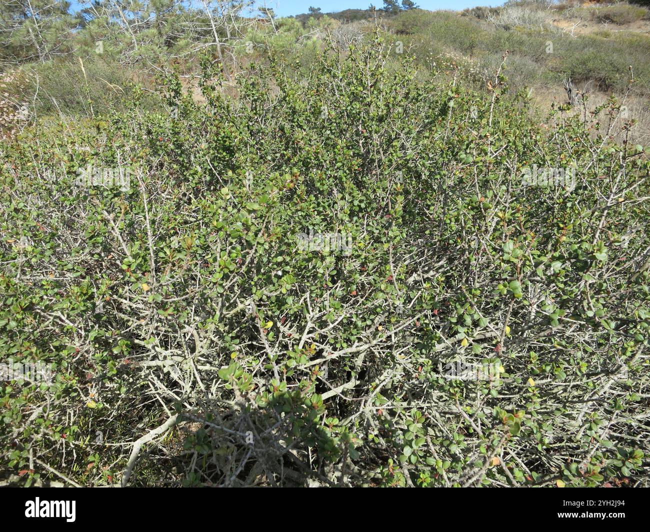 Wart stemmed hi-res stock photography and images - Alamy
