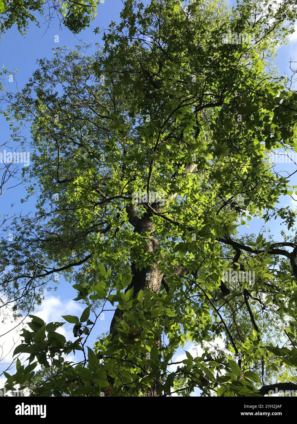 sugar hackberry (Celtis laevigata Stock Photo - Alamy