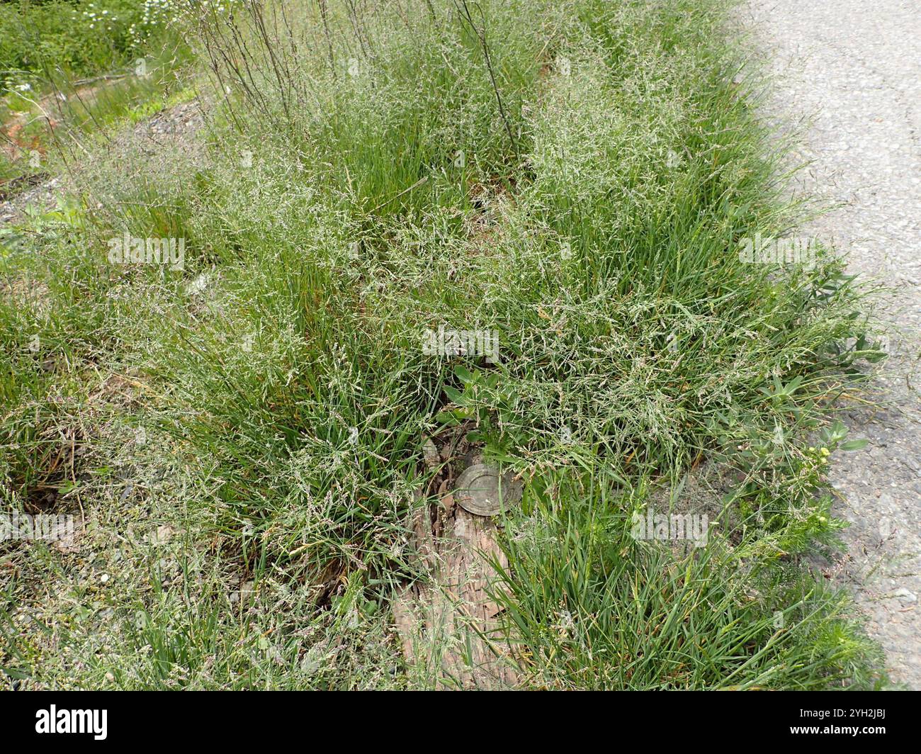 Salt Grass (Puccinellia Stock Photo - Alamy