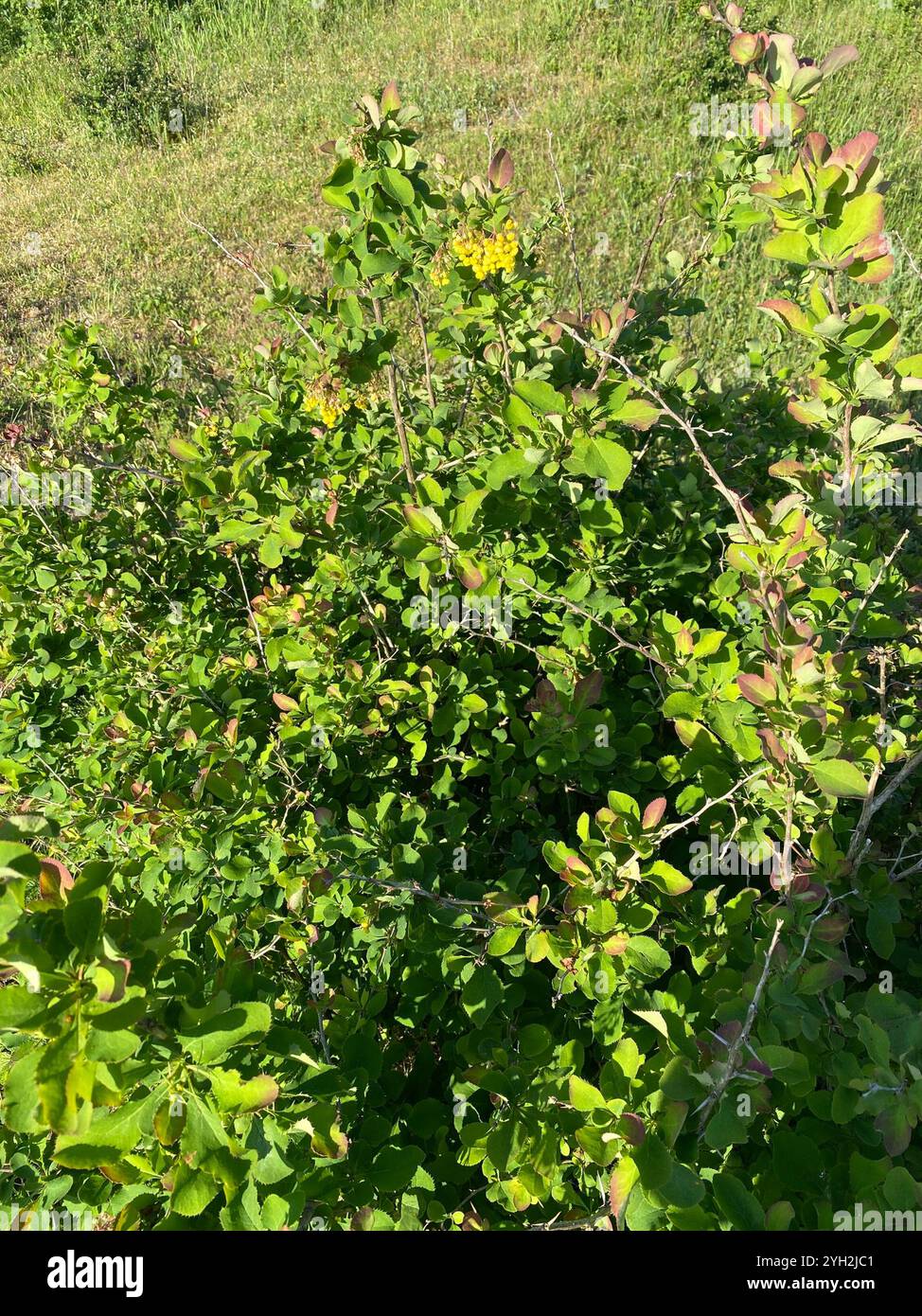 European barberry (Berberis vulgaris Stock Photo - Alamy
