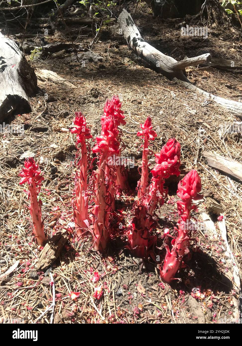 Snowplant (Sarcodes sanguinea Stock Photo - Alamy