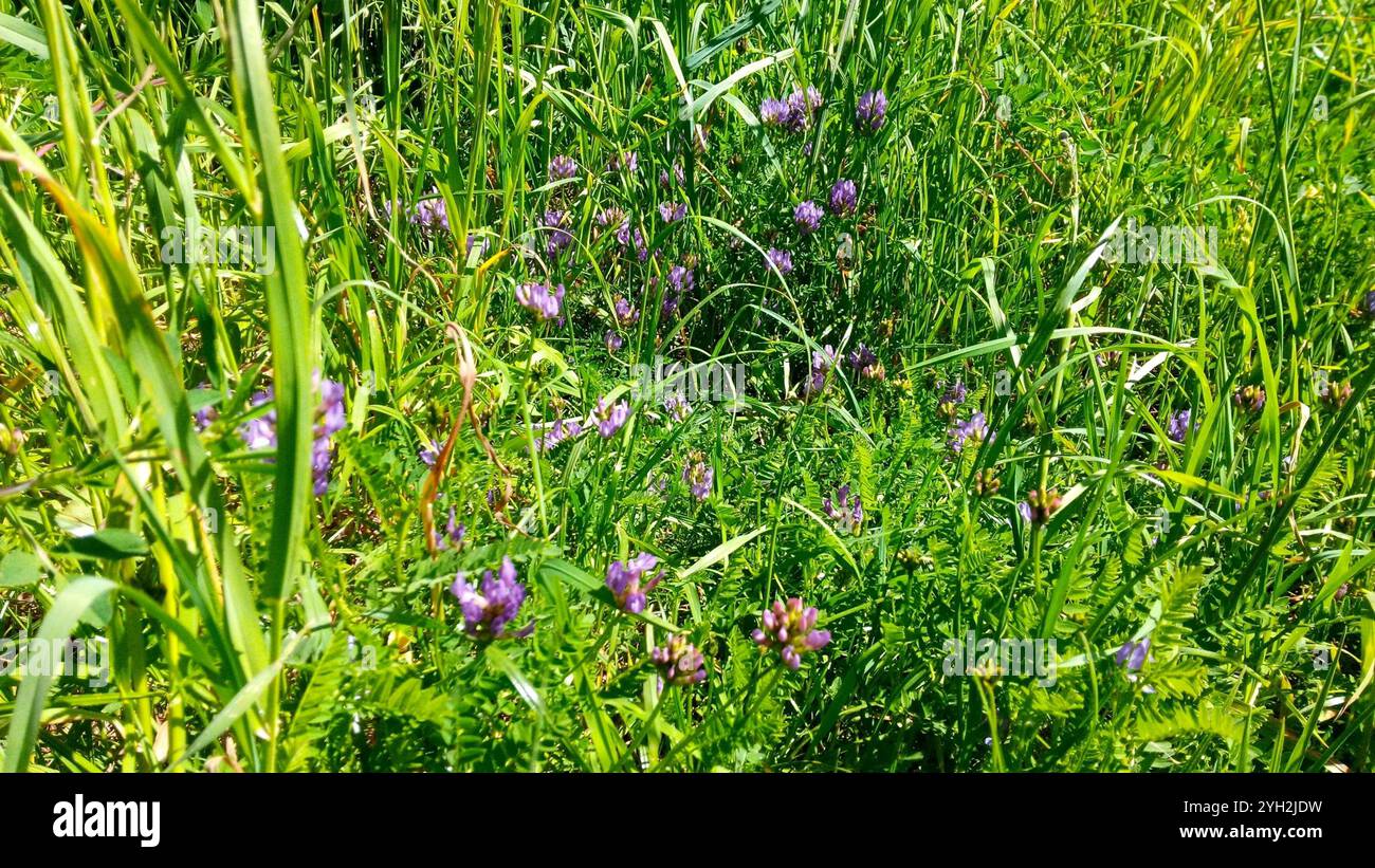 Purple Milk-vetch (Astragalus danicus Stock Photo - Alamy