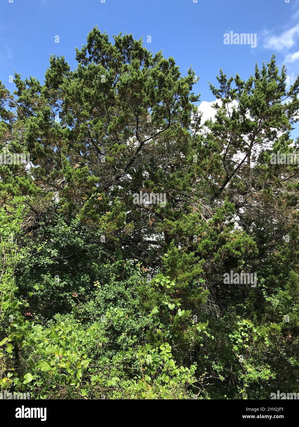 Ashe juniper (Juniperus ashei Stock Photo - Alamy