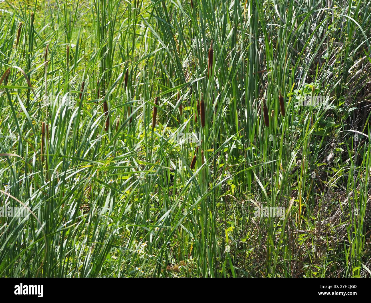 Typha orientalis hi-res stock photography and images - Alamy