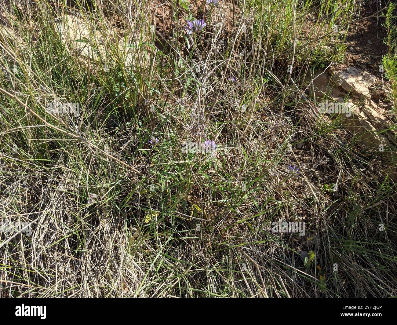arabian pea (Bituminaria bituminosa Stock Photo - Alamy