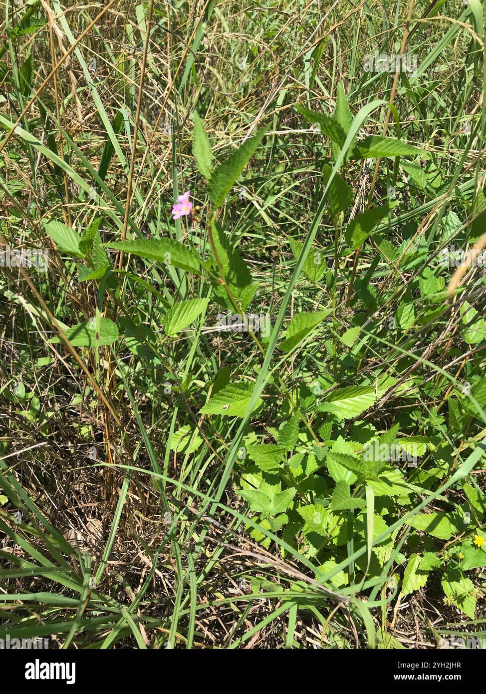 Pyramid Flower (Melochia pyramidata Stock Photo - Alamy