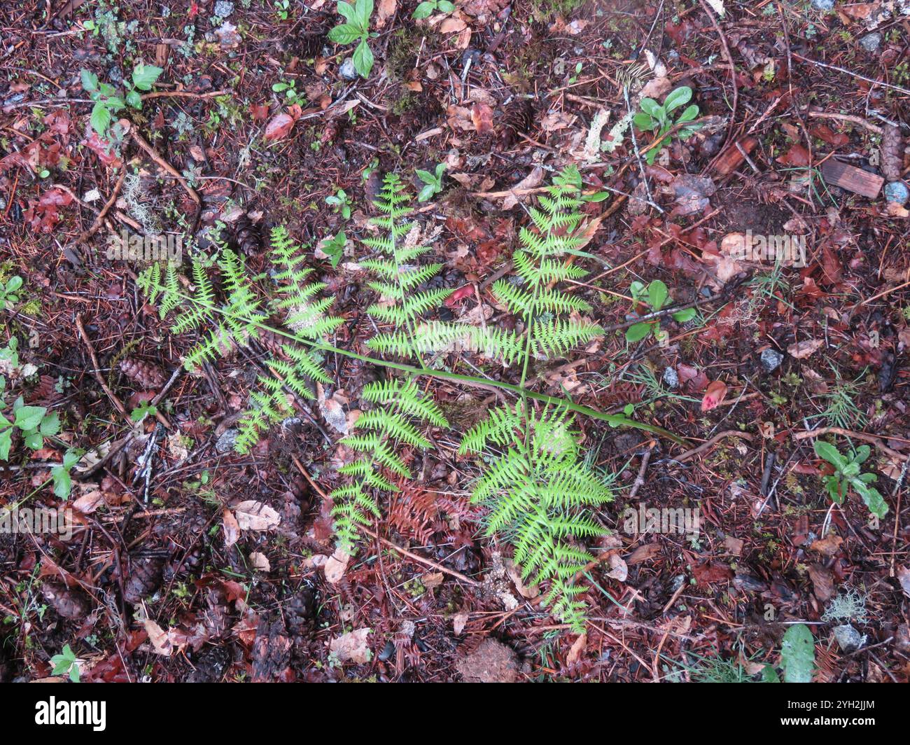 common bracken (Pteridium aquilinum Stock Photo - Alamy
