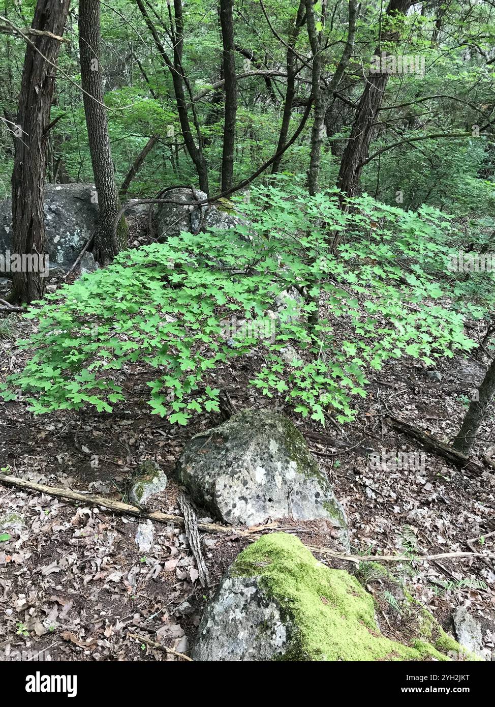 bigtooth maple (Acer grandidentatum Stock Photo - Alamy