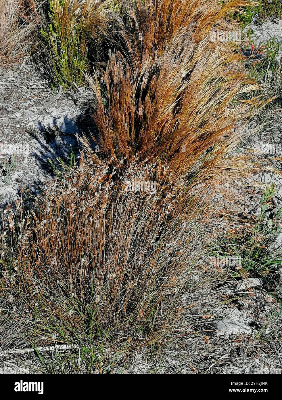 Restio festuciformis hi-res stock photography and images - Alamy