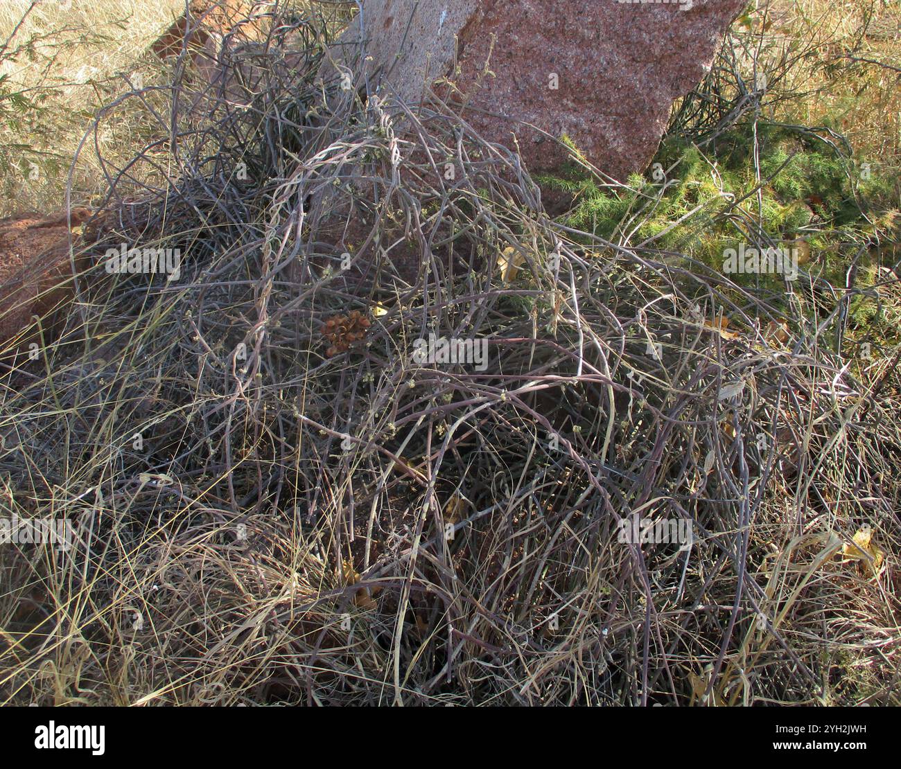 Caustic vine hi-res stock photography and images - Alamy