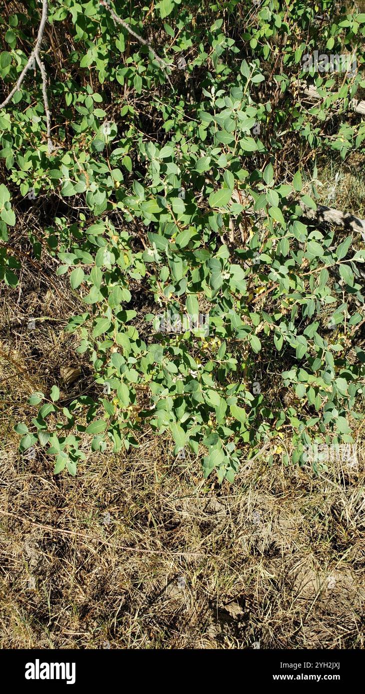 Western Snowberry (Symphoricarpos occidentalis Stock Photo - Alamy