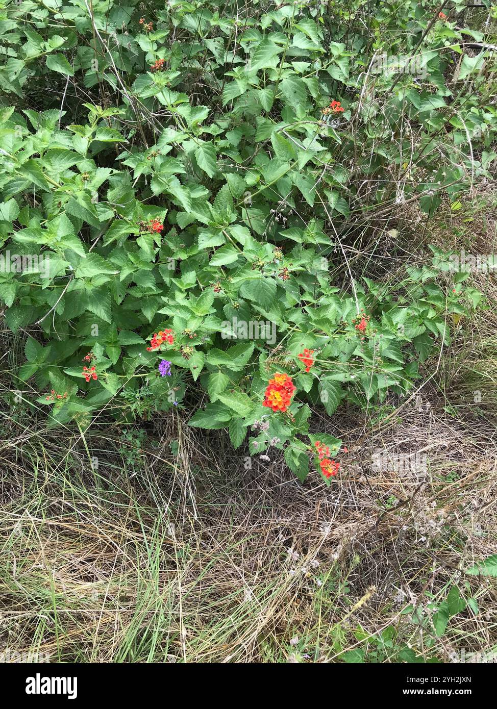 Texas lantana (Lantana urticoides Stock Photo - Alamy