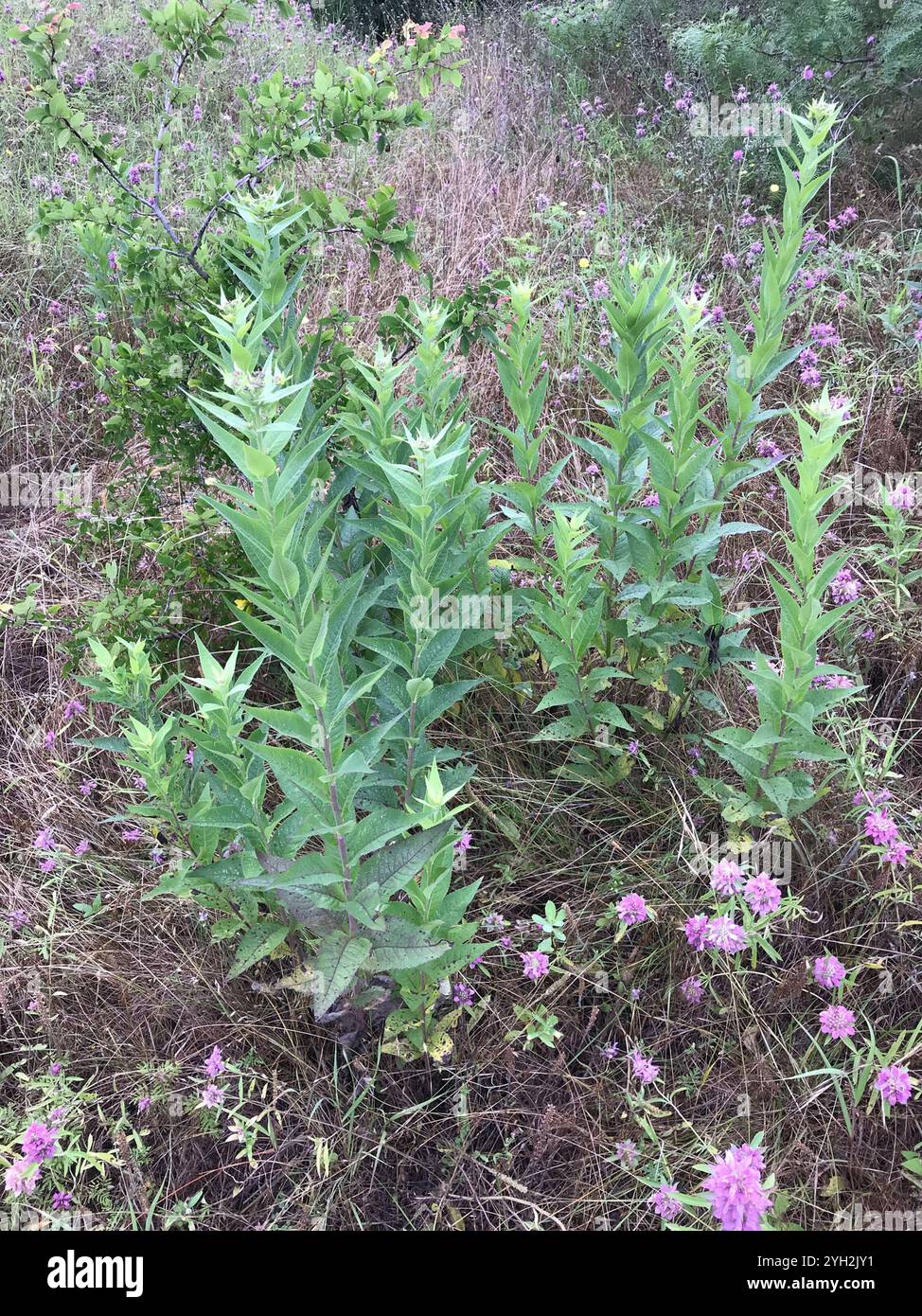 Western Ironweed (Vernonia baldwinii Stock Photo - Alamy
