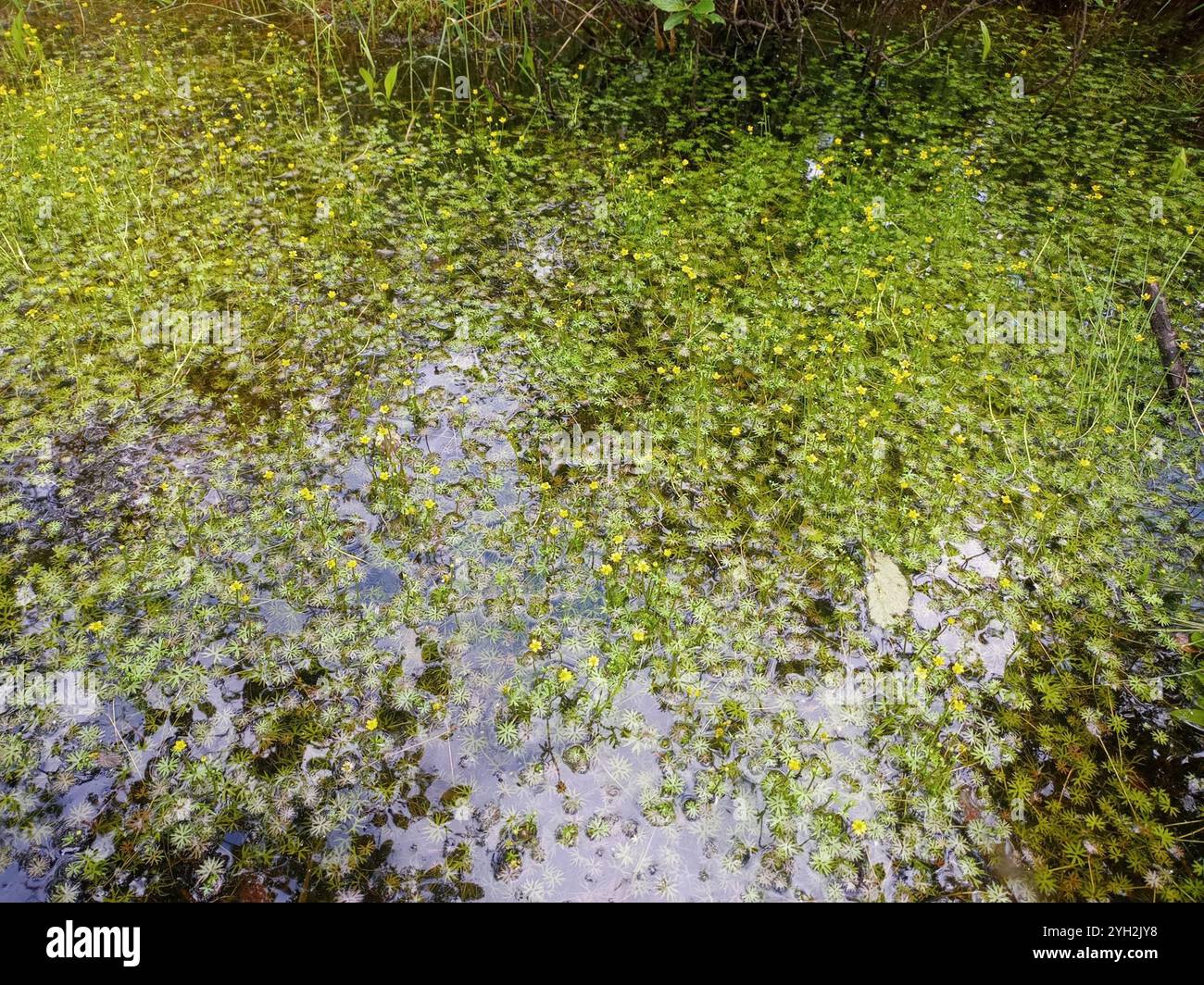 Small Yellow Water-crowfoot (Ranunculus gmelinii Stock Photo - Alamy