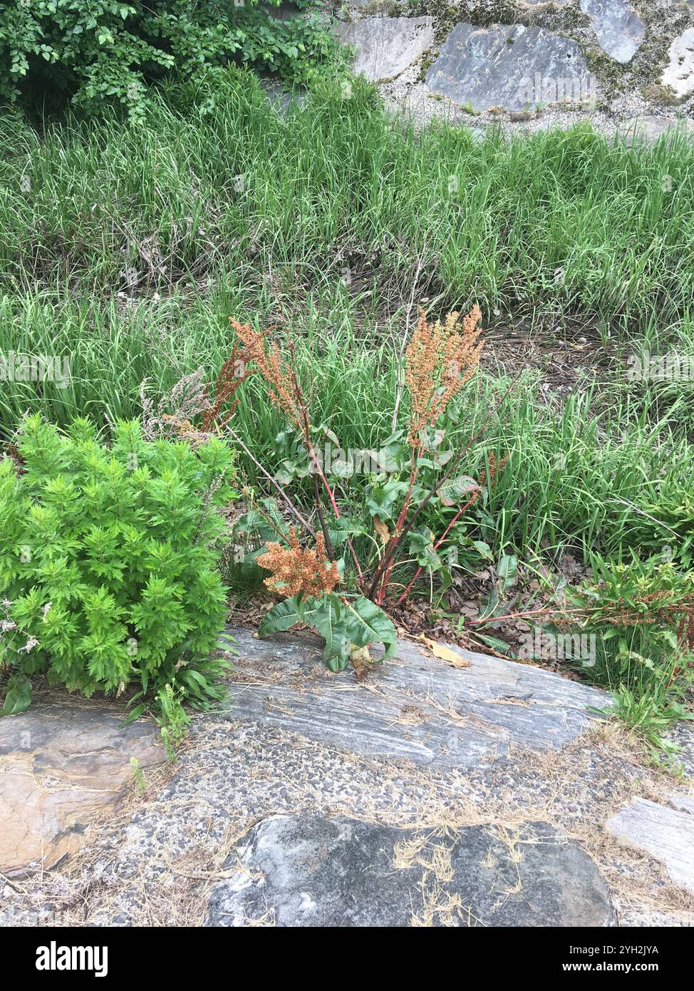 Greek Dock (Rumex cristatus Stock Photo - Alamy