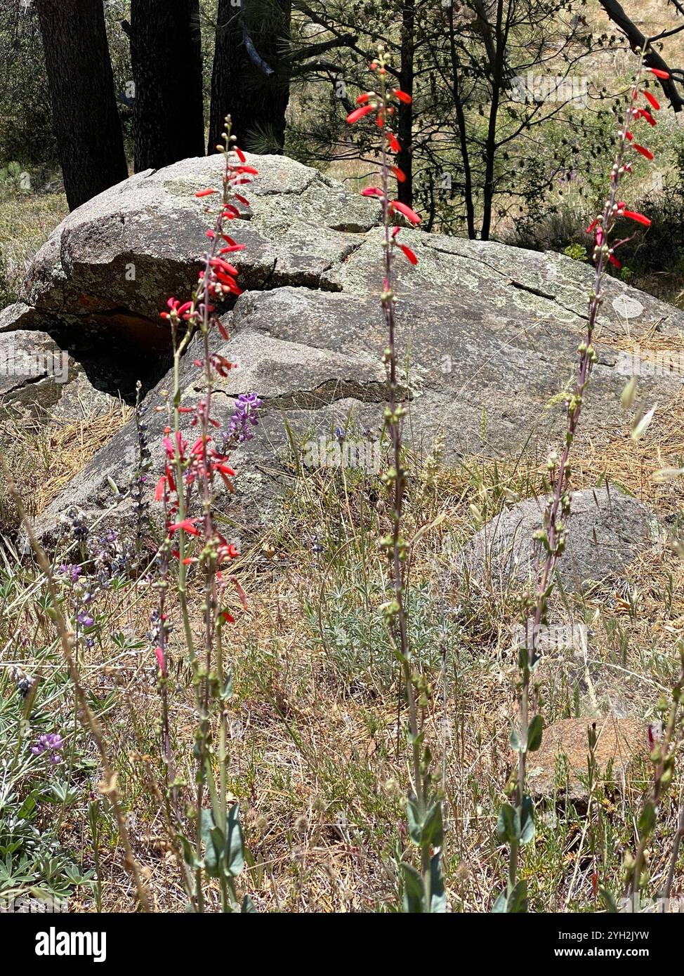 scarlet bugler (Penstemon centranthifolius Stock Photo - Alamy