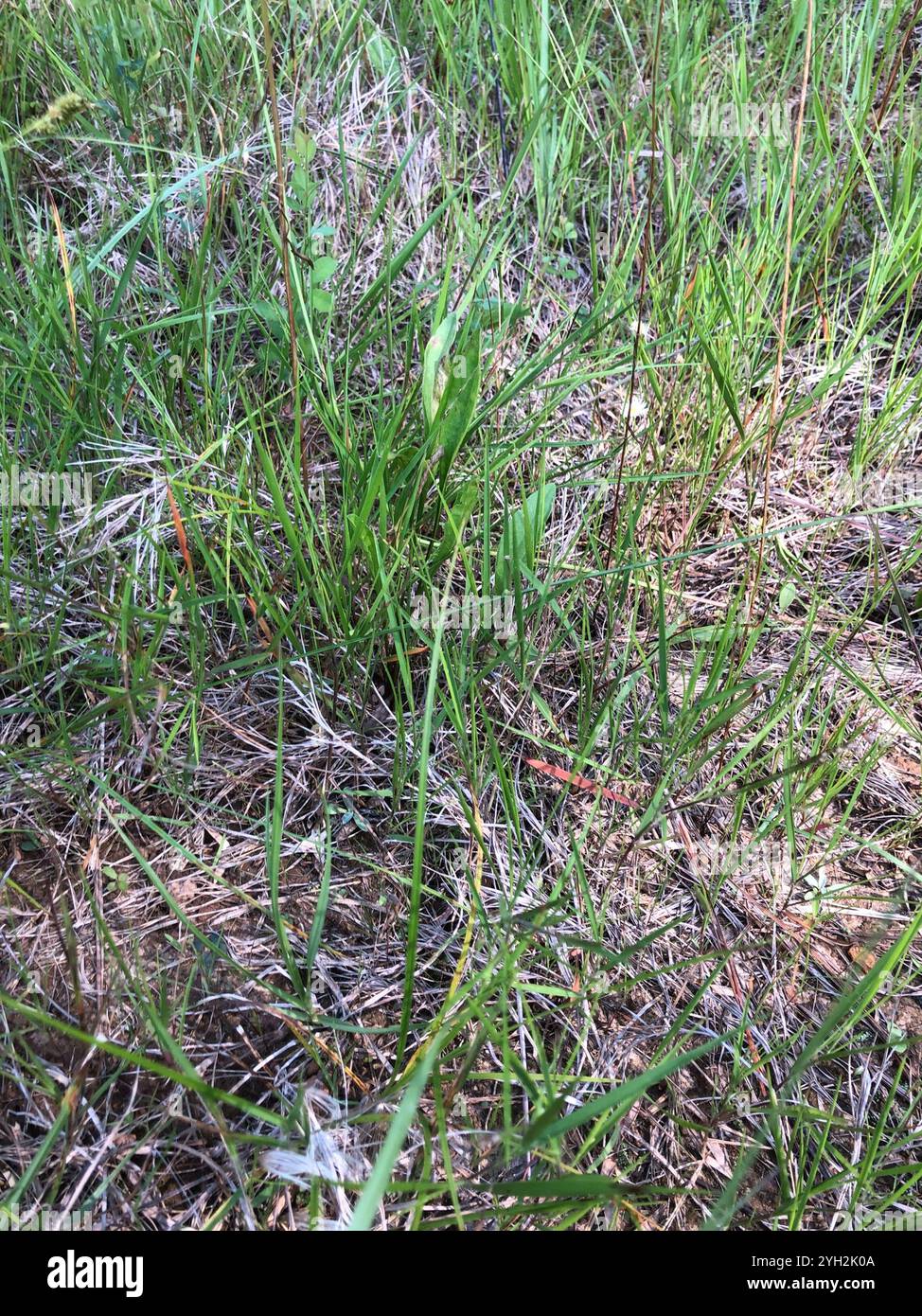 (Dichanthelium aciculare aciculare Stock Photo - Alamy