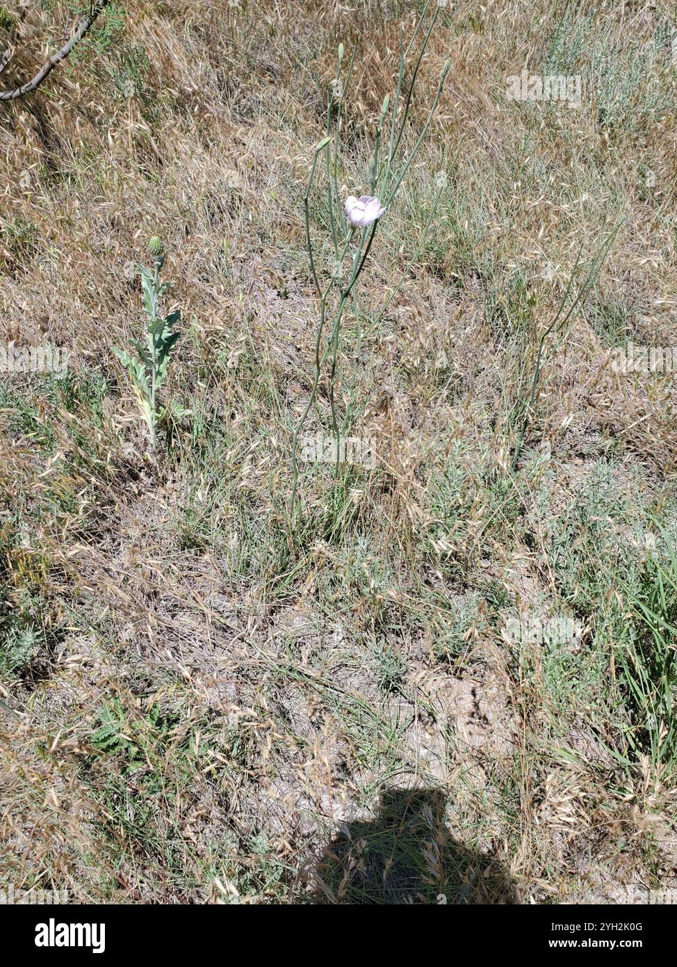 Texas Skeleton Plant (Lygodesmia texana Stock Photo - Alamy
