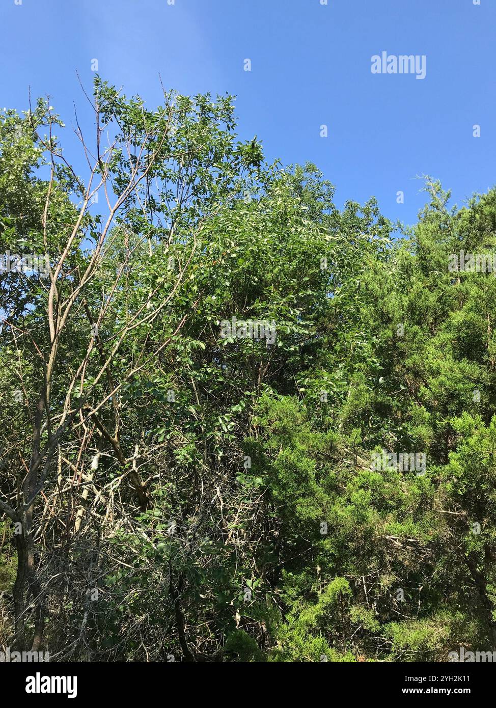 Texas ash (Fraxinus albicans Stock Photo - Alamy