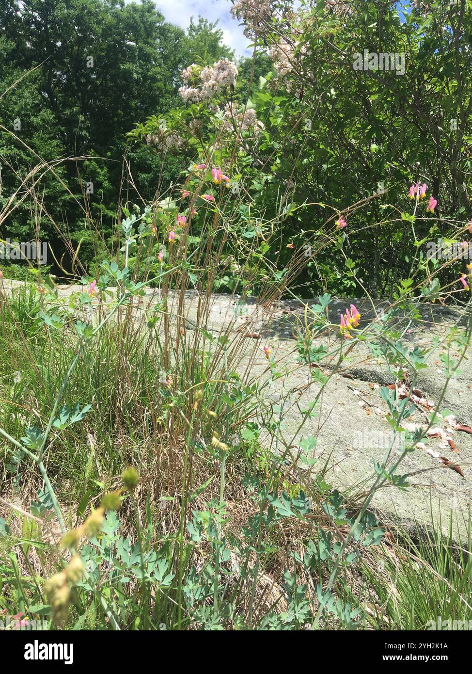 Capnoides sempervirens hi-res stock photography and images - Alamy