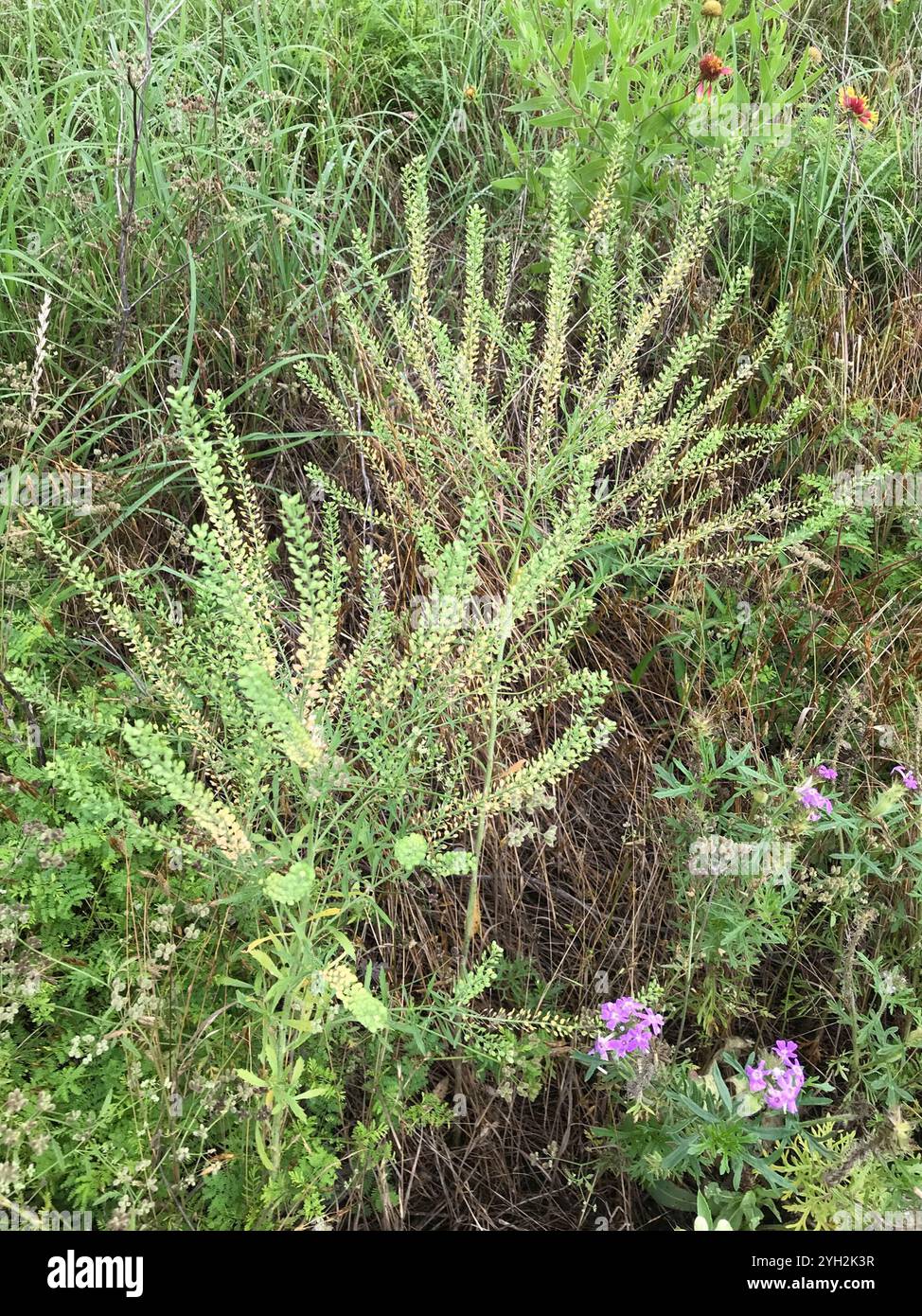 Virginia pepperweed (Lepidium virginicum Stock Photo - Alamy