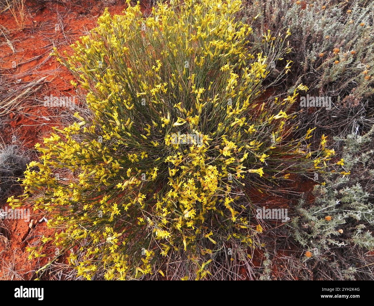 Summer Curryflower (Lasiosiphon polycephalus Stock Photo - Alamy