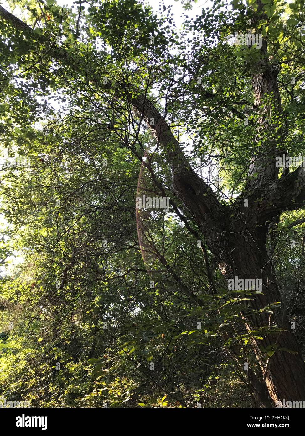 Texas mulberry (Morus microphylla Stock Photo - Alamy