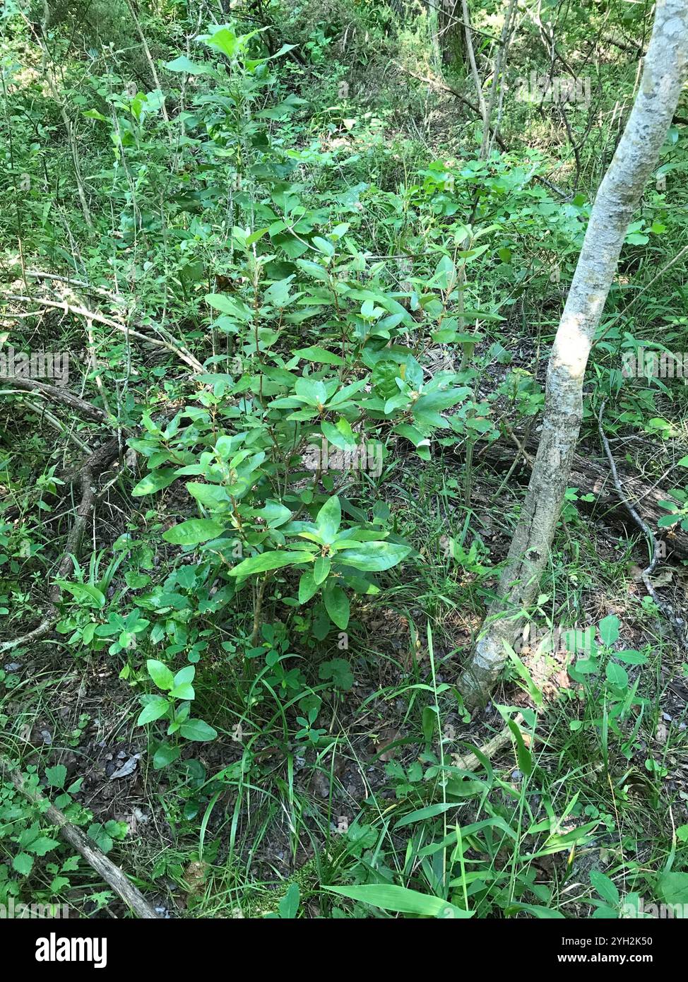 Croton alabamensis hi-res stock photography and images - Alamy