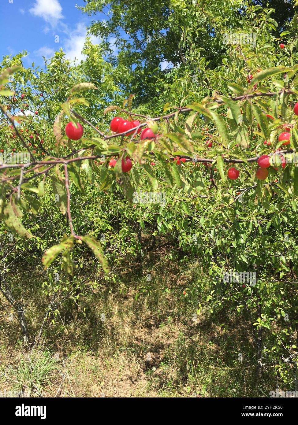 Chickasaw plum (Prunus angustifolia Stock Photo - Alamy
