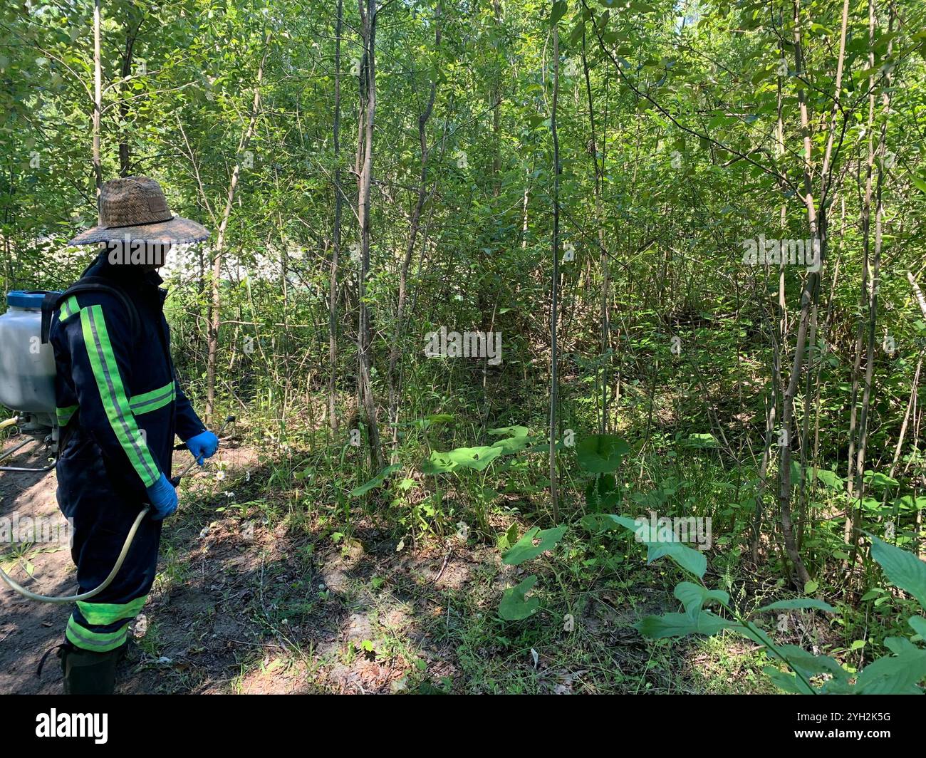 (Petasites japonicus japonicus Stock Photo - Alamy