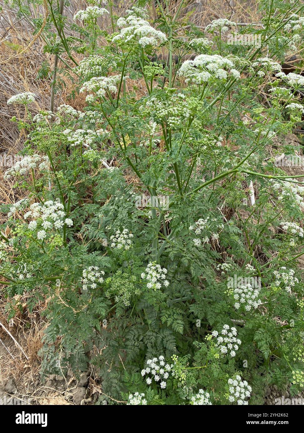 poison hemlock (Conium maculatum Stock Photo - Alamy