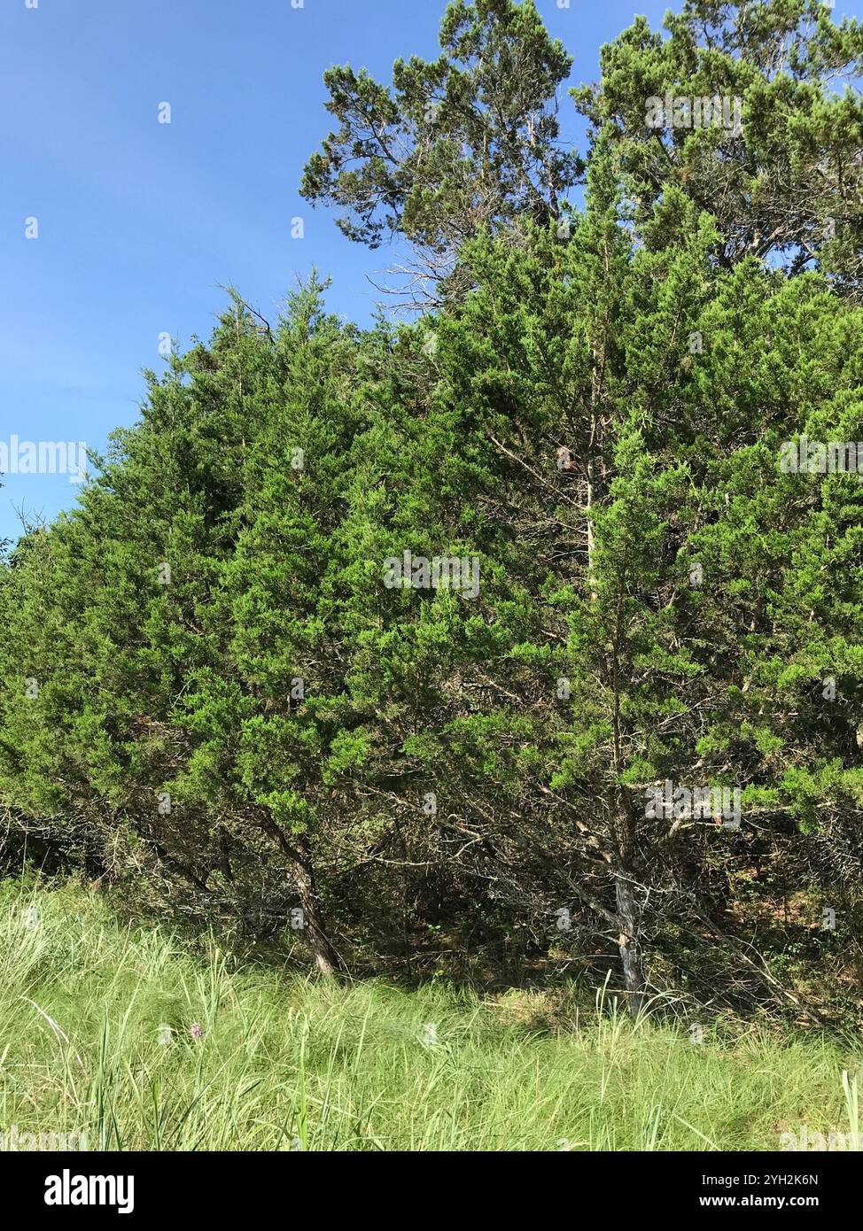 Ashe juniper (Juniperus ashei Stock Photo - Alamy