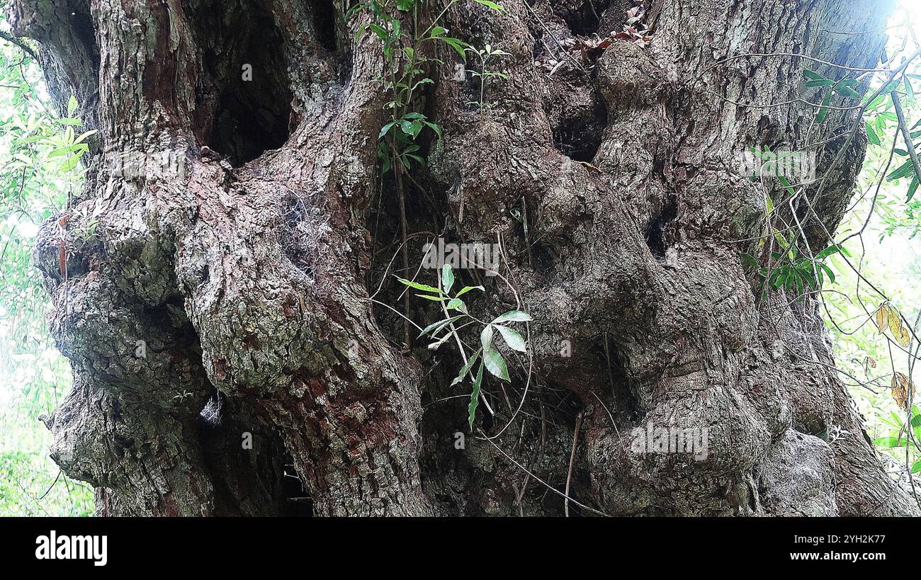 Witels (Platylophus trifoliatus Stock Photo - Alamy