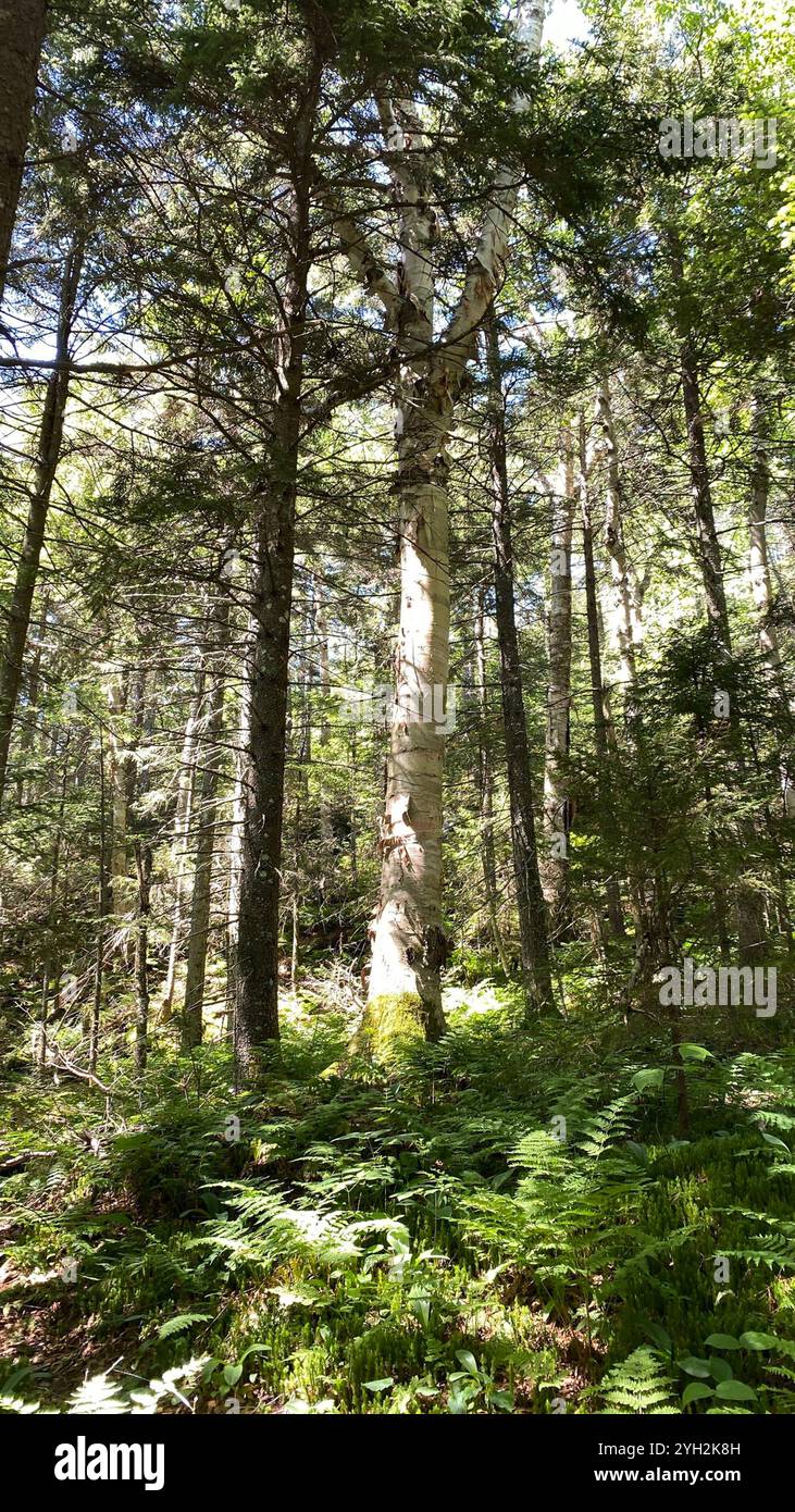 red spruce (Picea rubens Stock Photo - Alamy