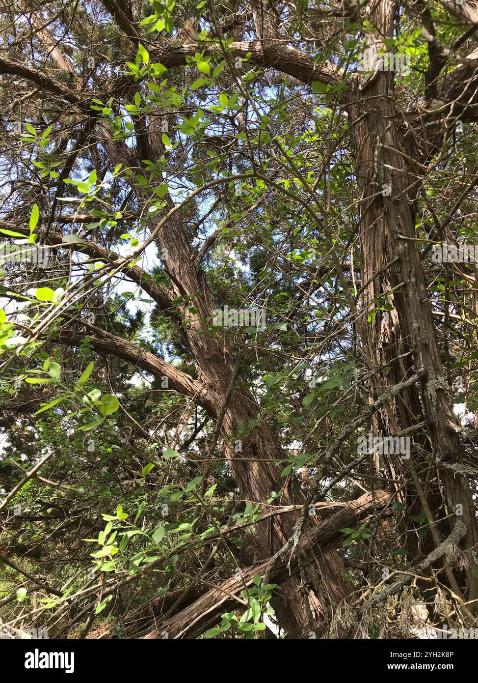 Ashe juniper (Juniperus ashei Stock Photo - Alamy