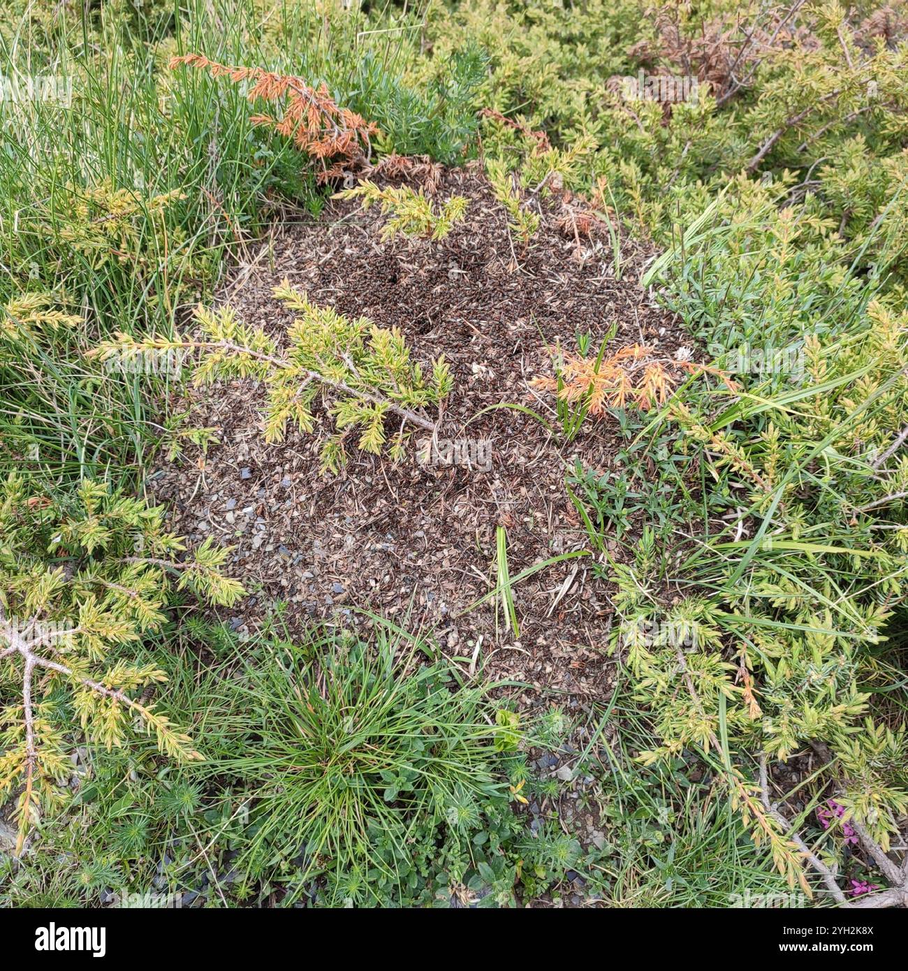 Wood, Mound, and Field Ants (Formica Stock Photo - Alamy